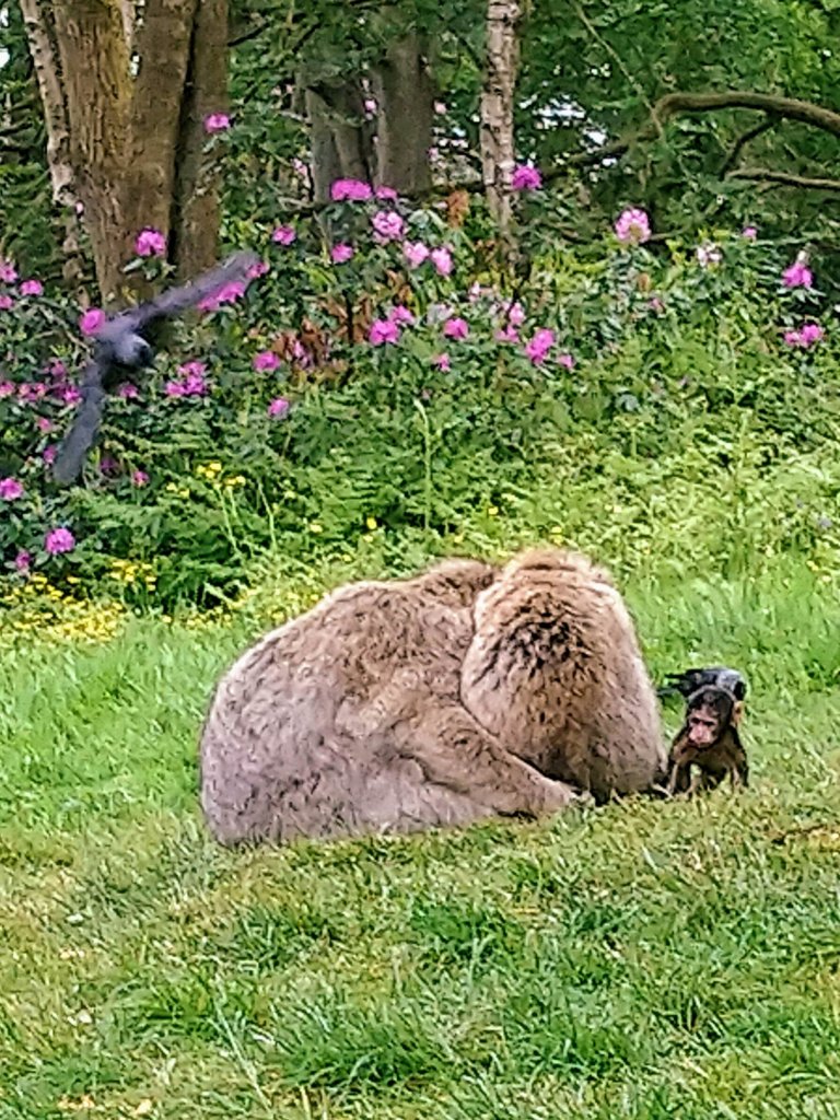 Review: Mad for Macaques, at Trentham Monkey Forest – Dirt, Diggers and ...