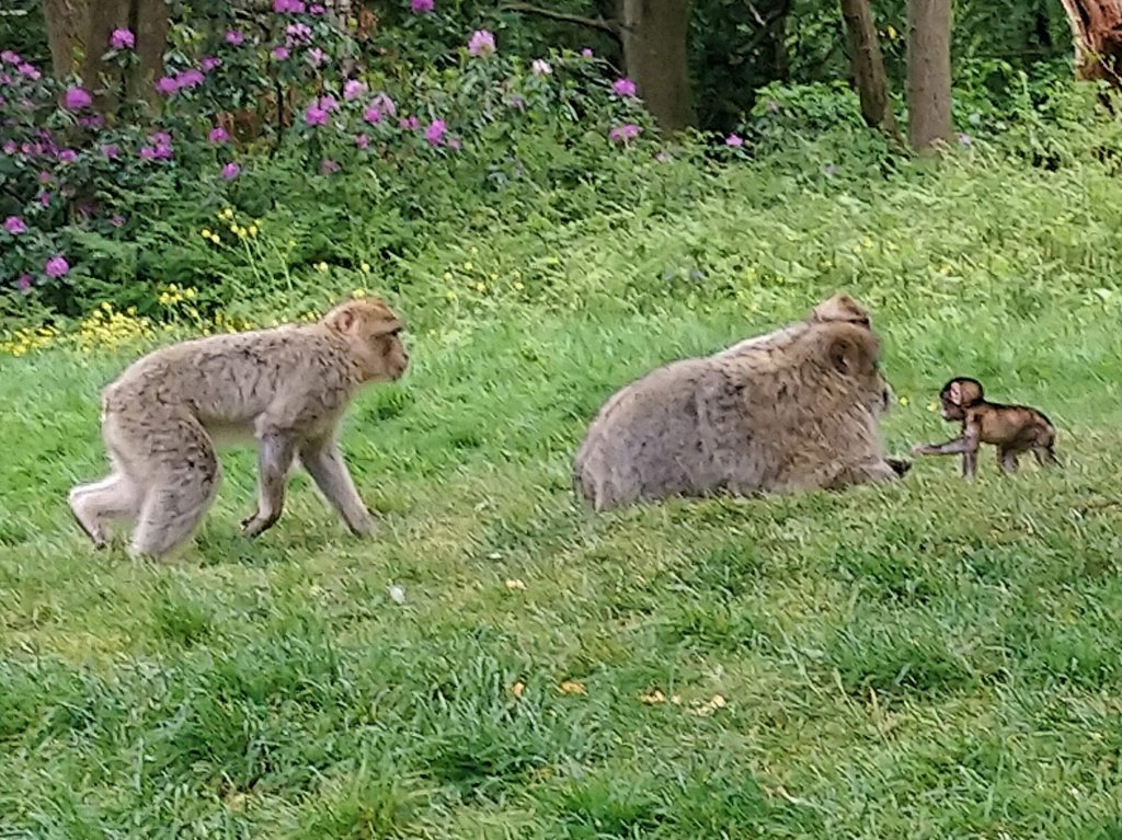 Review: Mad for Macaques, at Trentham Monkey Forest – Dirt, Diggers and ...