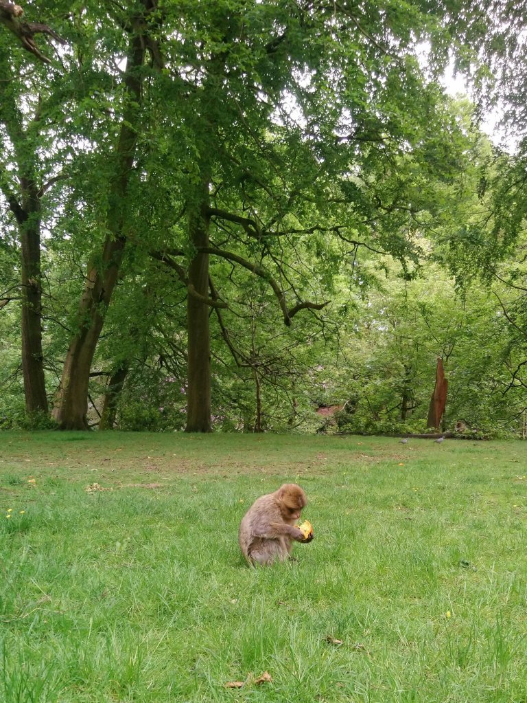 Review: Mad for Macaques, at Trentham Monkey Forest – Dirt, Diggers and ...